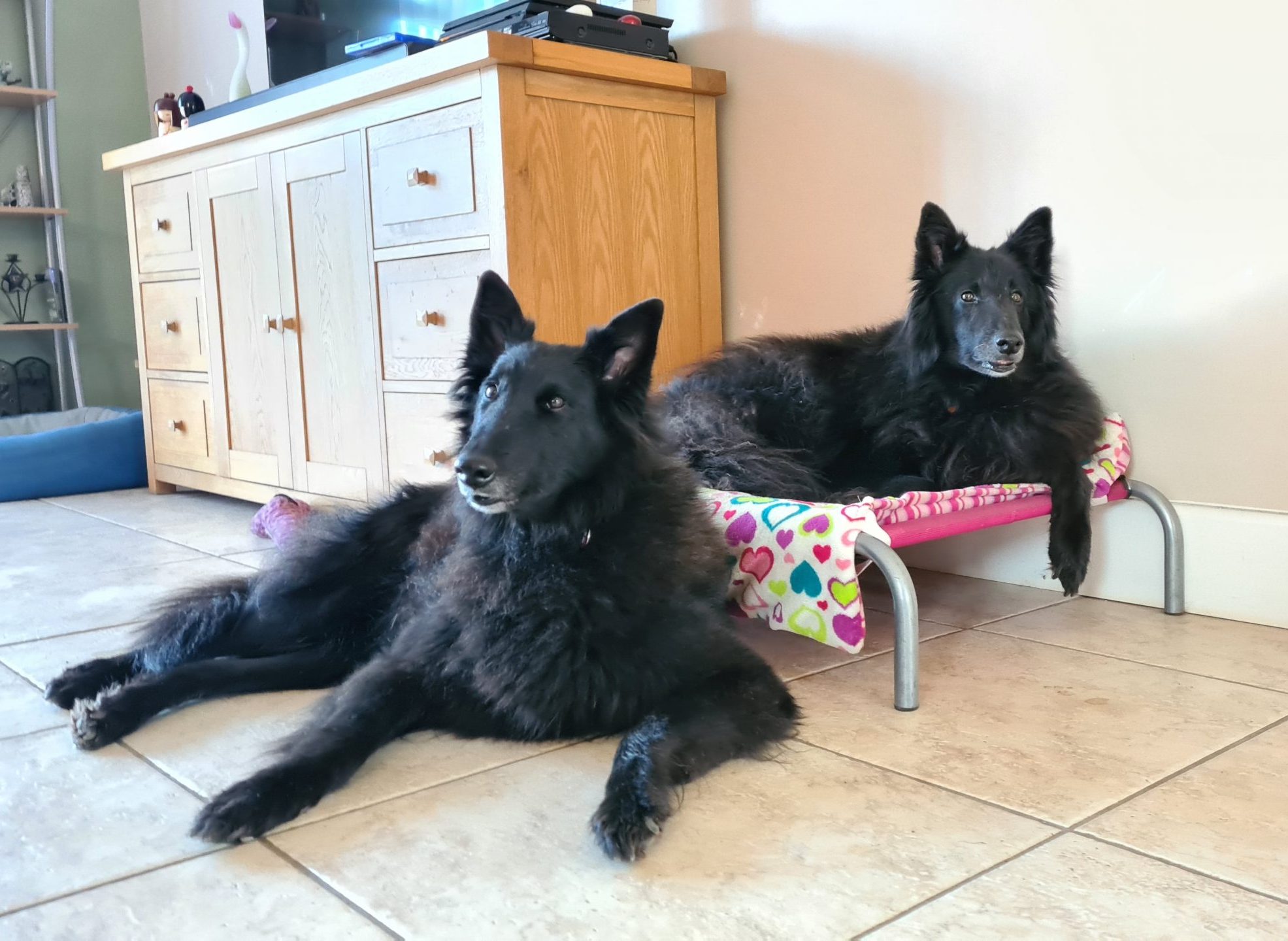 The Positive Belgian – Positive Training for BSD Owners